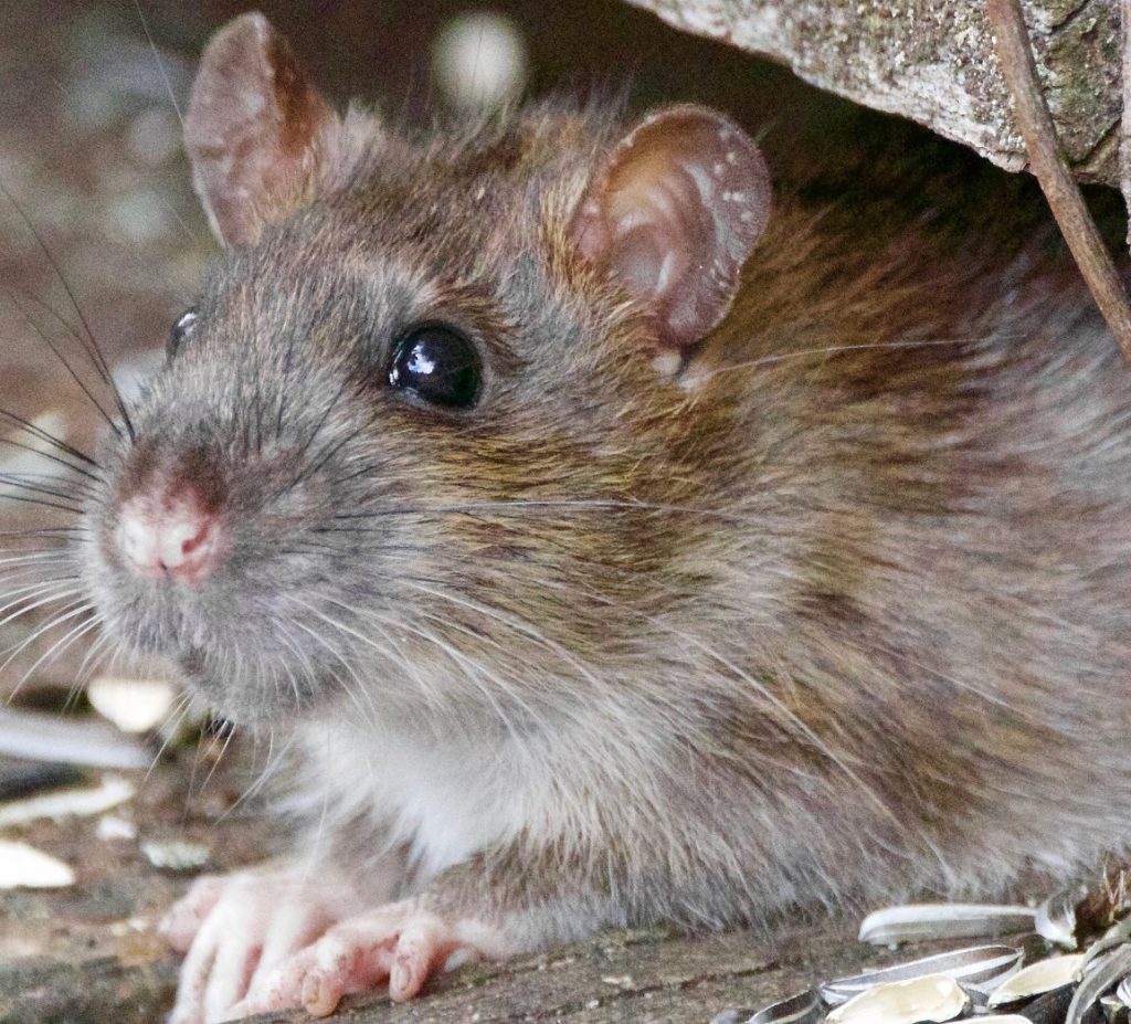 RODENT REMOVAL - Critter Cowboys